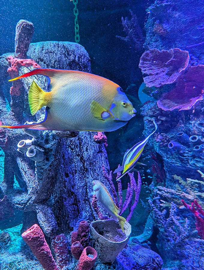 Tropical fish showcase nature's most brilliant color palette, each species more dazzling than the last in this carefully curated display.