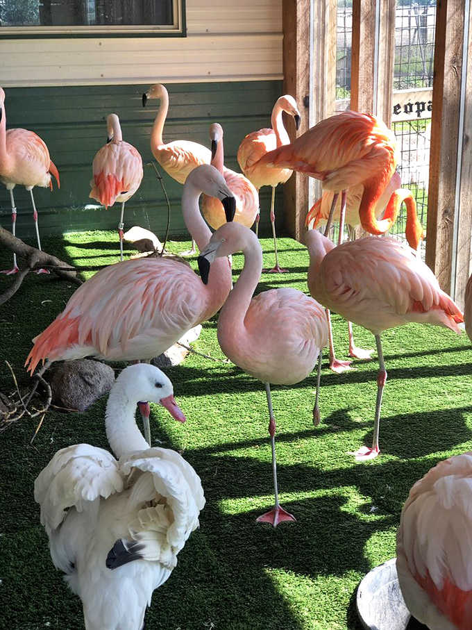 Flamingo fashion show: these pink-feathered divas strike poses that would make any runway model jealous.