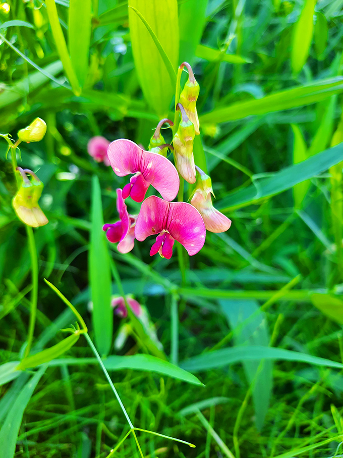 Delicate wildflowers add splashes of color along the trails &ndash; nature's way of accessorizing even the most rugged landscapes.