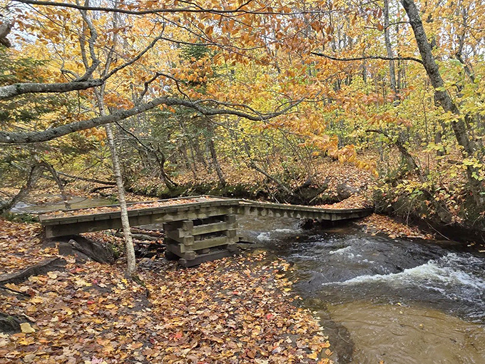 A simple wooden footbridge spans a bubbling creek, proving sometimes the most charming moments come from the simplest structures.