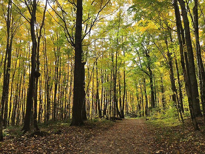 Golden hour in the forest, when the light makes everything look like it belongs in a nature documentary.
