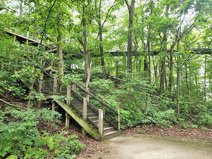 These forest stairs invite exploration upward, promising elevated rewards for those willing to climb toward treetop adventures.