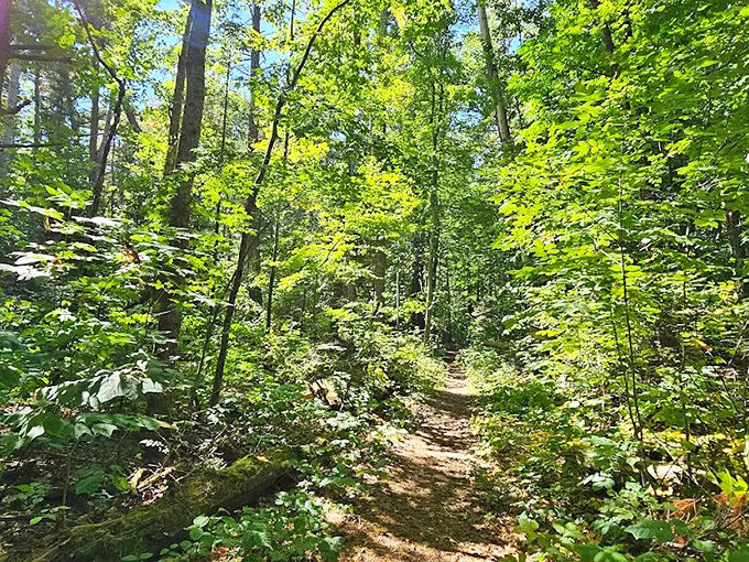 The forest path narrows and deepens, creating a green tunnel that feels like stepping into a scene from a fairy tale.