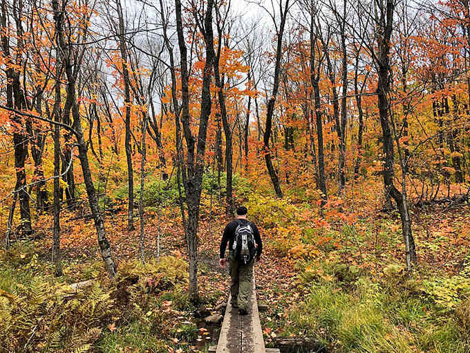Hiker: A lone explorer follows the wooden path through fall's fiery display – proof that the best theater has no admission fee.