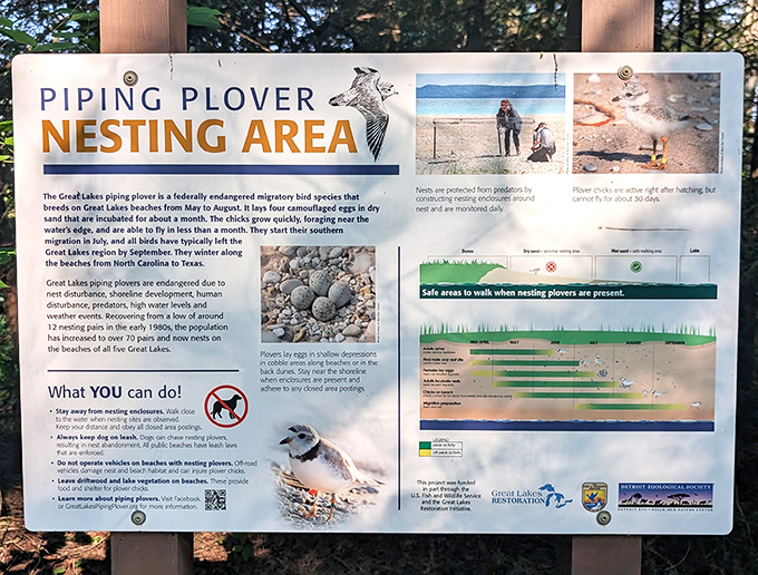 Conservation in action: This Piping Plover information board reminds us that we're guests in their home, sharing shores with these feathered neighbors.