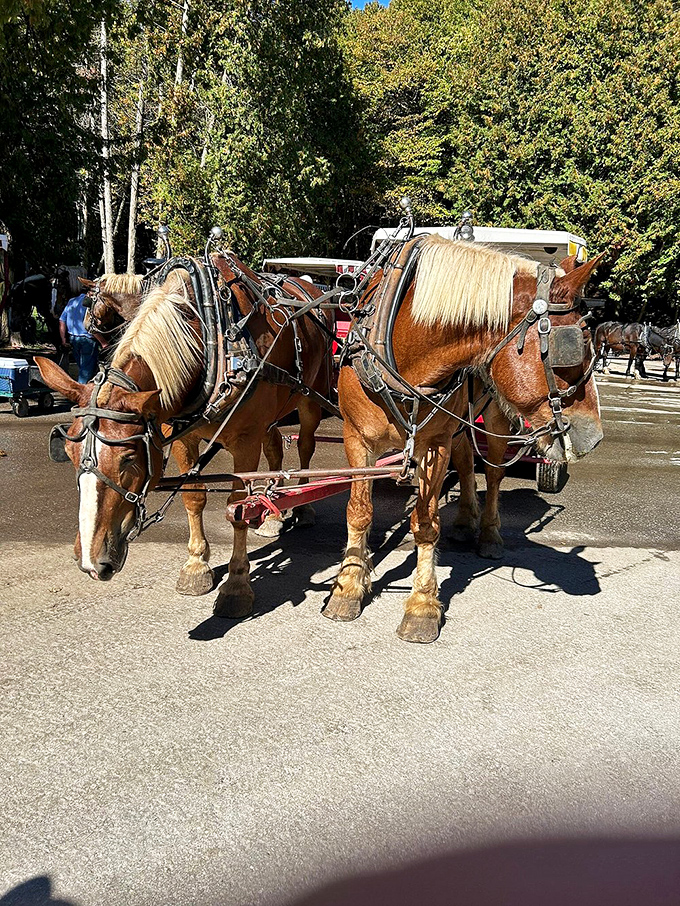 The workday begins for this handsome team, their synchronized movements speaking to years of partnership on Mackinac's historic streets.