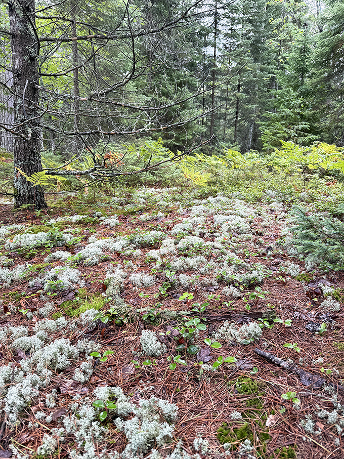 The forest floor near the beach features reindeer moss and wildflowers, creating a carpet so pretty you almost feel guilty walking on it.