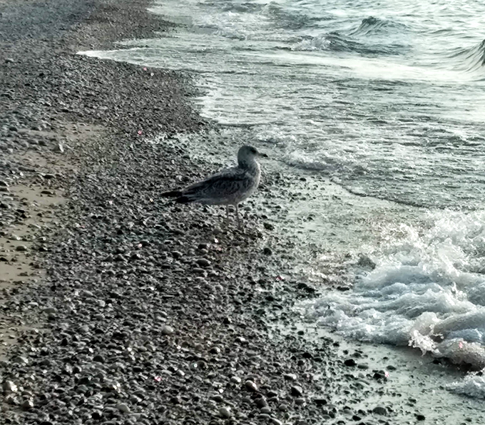 Nature's beachcomber: a solitary seagull contemplates life's mysteries (or possibly lunch) along Lake Michigan's pebbled shore.