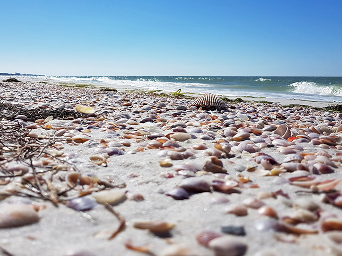A seashell collector's dream &ndash; nature's jewelry box spilled open along shores where each tiny treasure tells an ocean story.