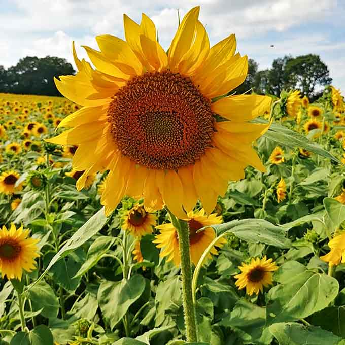 Each sunflower tells its own story&mdash;this one stands proudly above its neighbors, face fully open to embrace the Michigan summer.