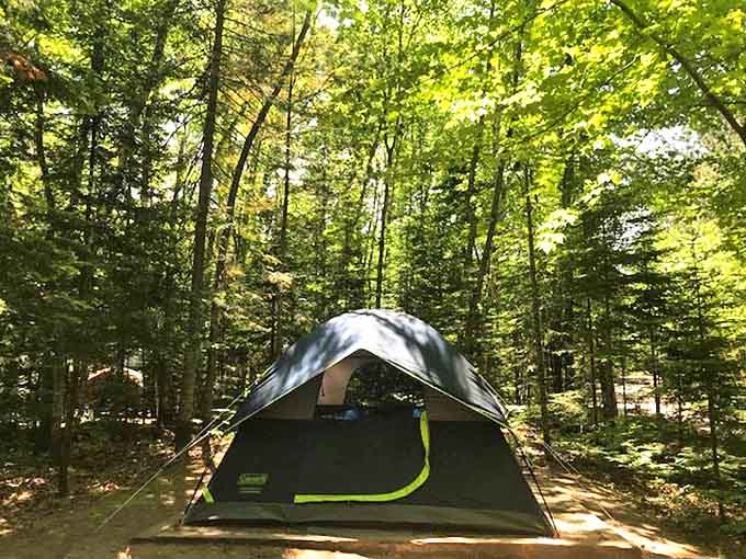 Camping among towering pines creates the five-star accommodations that no luxury hotel could possibly match.