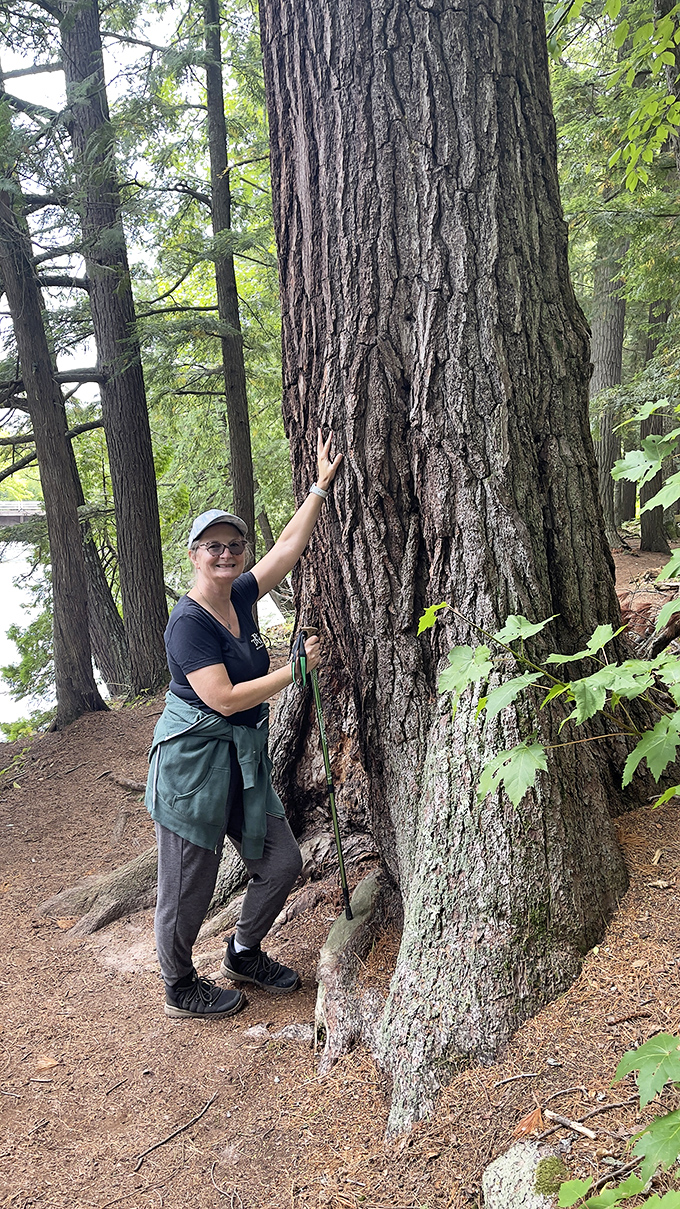 Even the mightiest trees become measuring sticks for human scale &ndash; nature's way of keeping our egos in check.