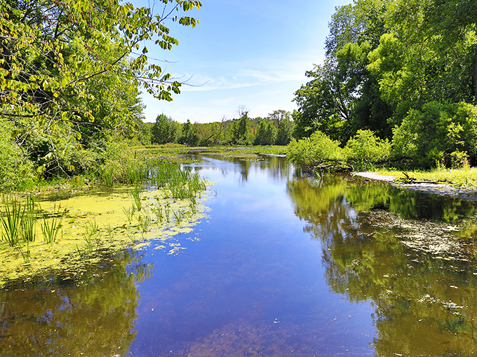 Nature's mirror: the wetland area reflects Michigan's stunning blue skies, creating a peaceful retreat for wildlife and visitors alike.