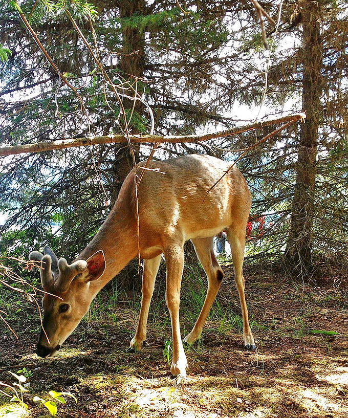 Michigan's woodland welcoming committee &ndash; this curious deer pauses mid-breakfast to acknowledge visitors to its forest domain.