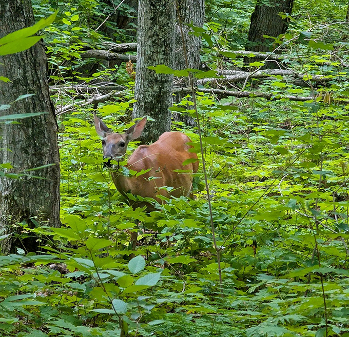 A curious deer pauses mid-browse, demonstrating the perfect "caught snacking" expression we all know from midnight refrigerator raids.