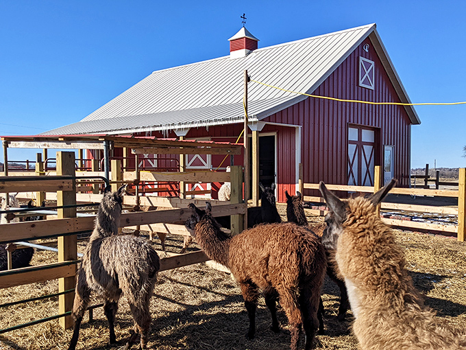 Home sweet home! The classic red barn provides shelter for the llamas while adding picture-perfect charm to the rural Minnesota setting.