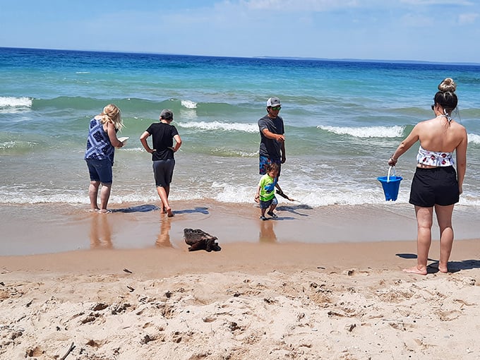 Families create memories at the water's edge, where Lake Michigan's gentle shallows provide the perfect playground for beachgoers of all ages.