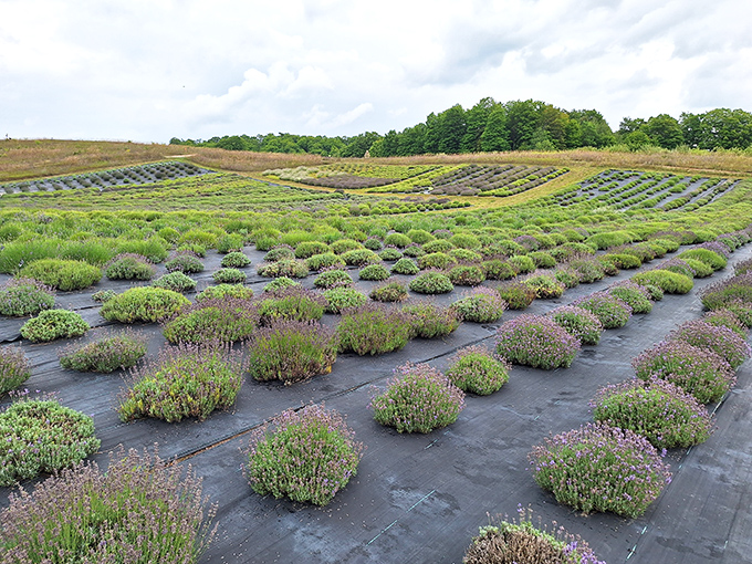 Perfectly aligned rows of lavender create a purple highway system across the farm &ndash; rush hour has never smelled so good.