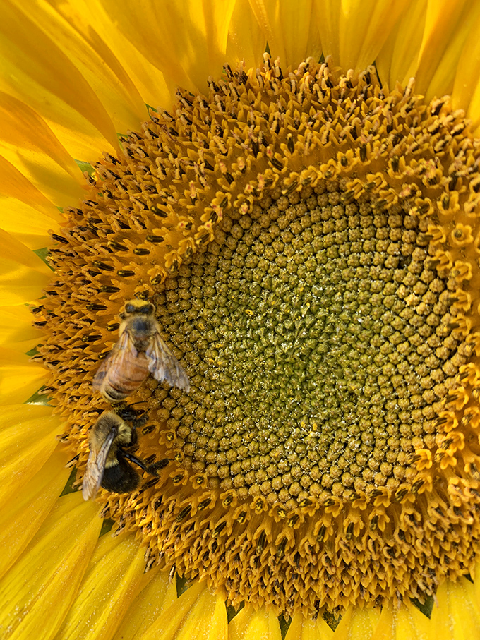 The essential partnership: busy bees transform these magnificent blooms into future seeds while creating liquid gold in their hives.