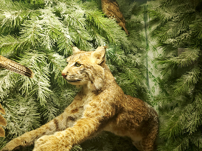 Poised for an eternal pounce, this bobcat's intense gaze and ready stance capture the essence of nature's perfect predator.
