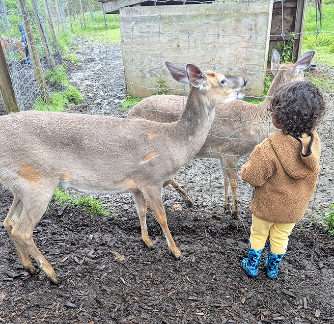 This curious deer seems to be studying the visitor as intently as it's being observed, creating a moment of cross-species connection.