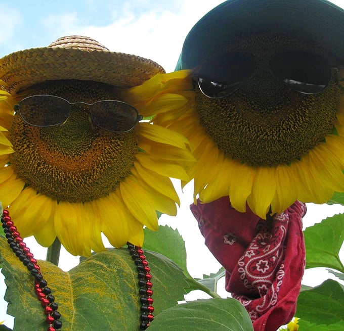 Sunflowers with attitude! These cool characters sport sunglasses and bandanas, proving flowers can have personality too.