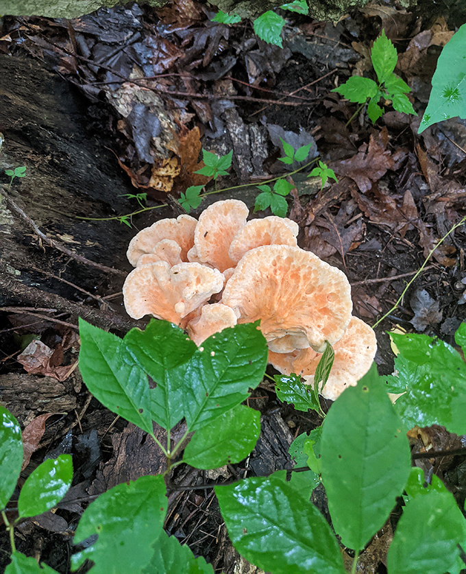 Delicate fungi emerge like nature's own sculpture garden, transforming decay into a display of coral-colored artistry.