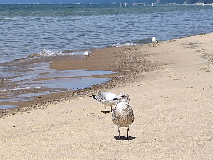 Local gulls patrol the shoreline like feathered security guards, keeping watchful eyes out for unattended picnic baskets and dropped sandwich corners.