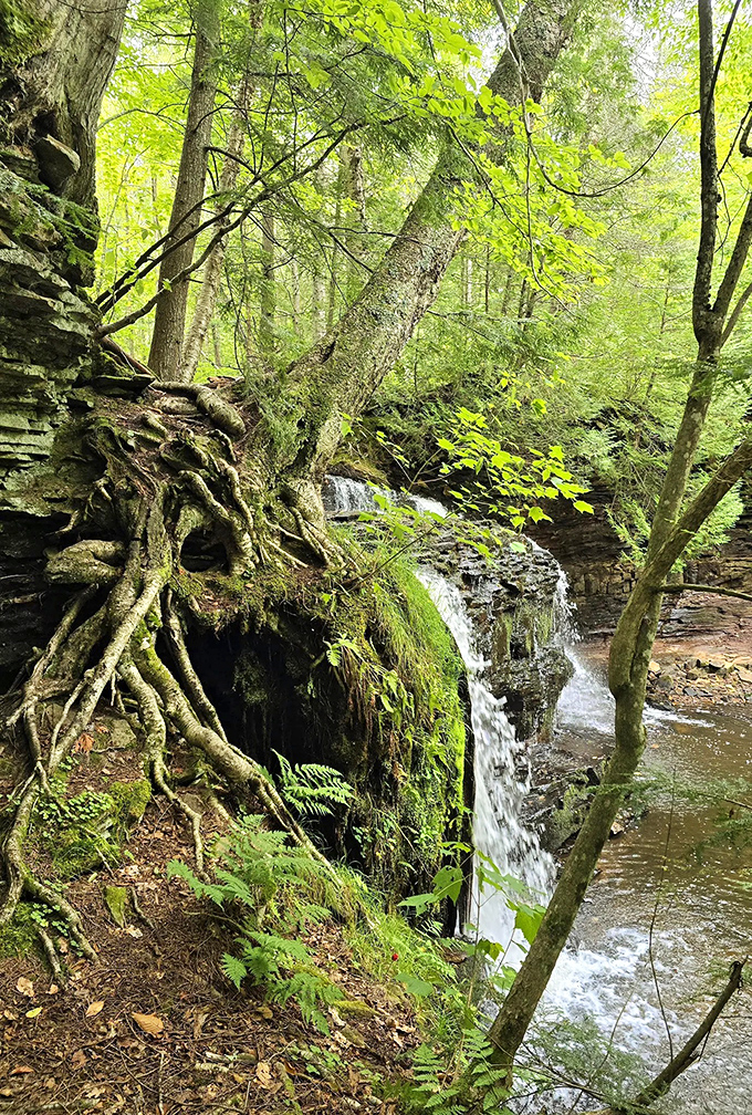 Exposed roots grasp the hillside like fingers, creating nature's perfect frame for this secluded waterfall hidden in Michigan's verdant wilderness.