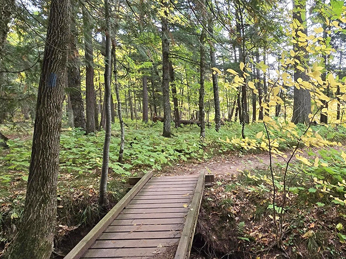 Simple wooden bridges cross bubbling brooks, their weathered planks telling silent stories of countless footsteps seeking connection with natural wonders.