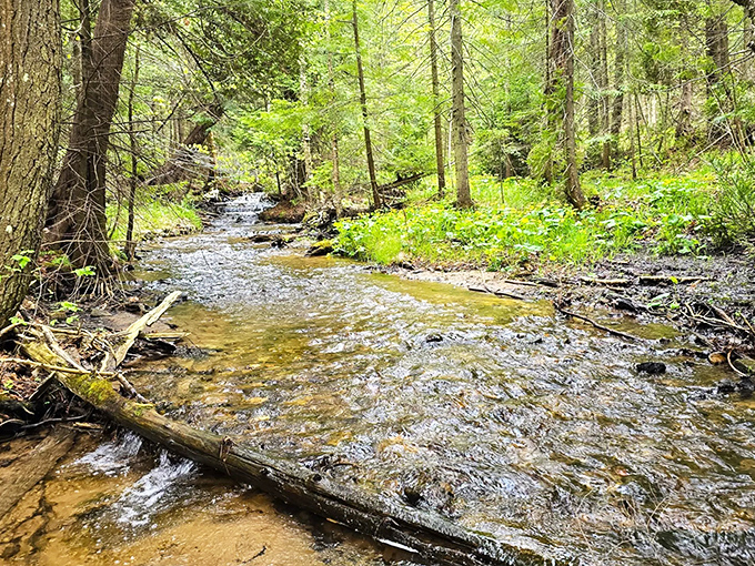 The gentle stream below the falls continues its journey through the forest, carrying stories of the cascade to places unknown.