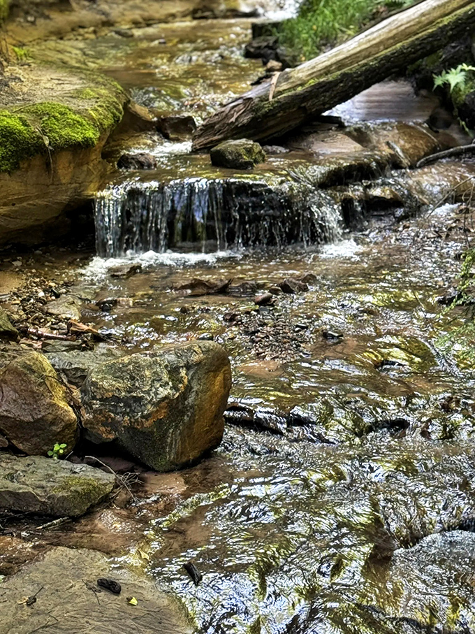 Even the humble riverbed sparkles with possibility, each stone polished by water's patient artistry over countless years.
