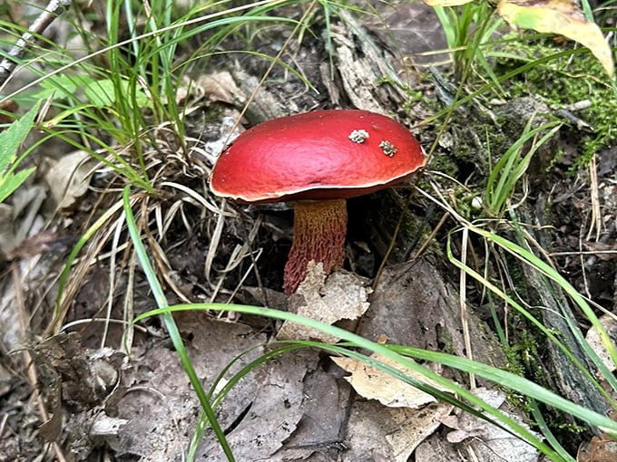 This ruby-red mushroom looks like it escaped from a fairy tale &ndash; beautiful to photograph but definitely not part of a trail snack.