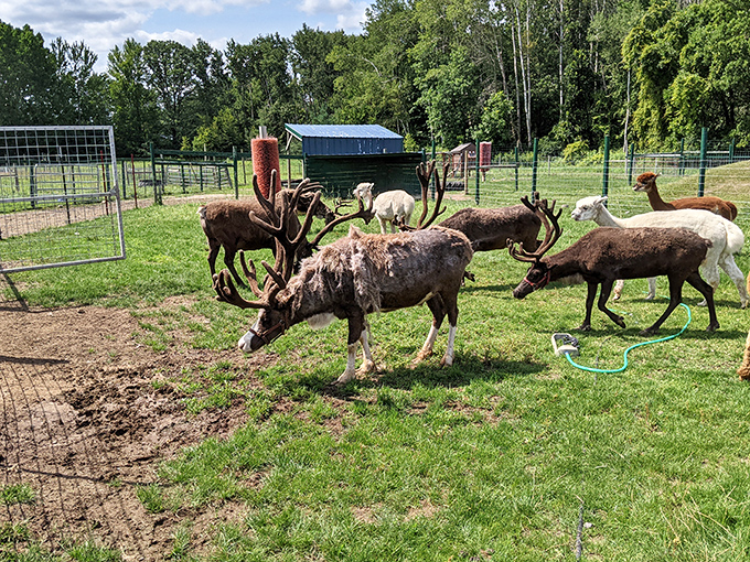 Safe behind their enclosure but eager for interaction, these curious reindeer investigate visitors with gentle sniffs and soulful gazes.