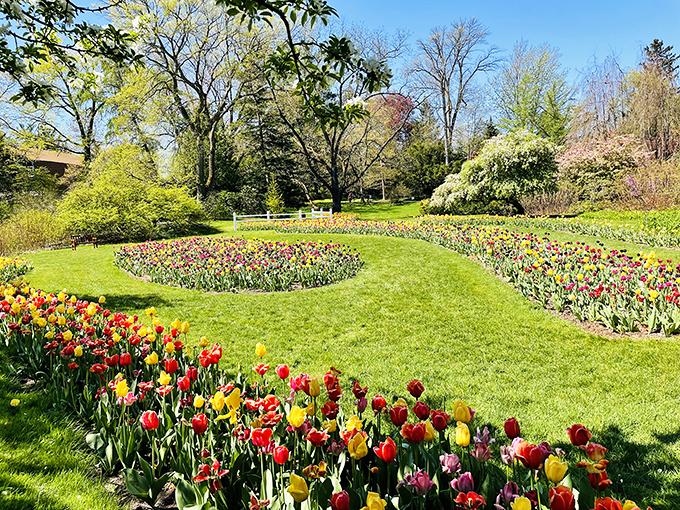 Garden symphony in full bloom: Tulips create waves of color against the perfect backdrop of spring-green grass and flowering trees.