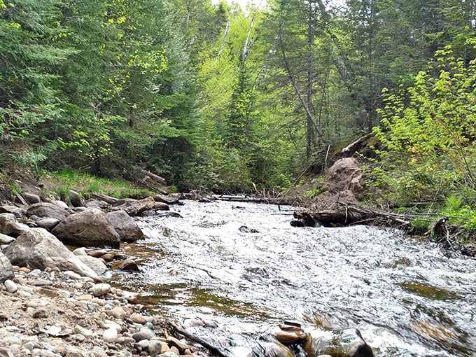The forest path winds through trees that have witnessed centuries of seasons, making your daily problems seem delightfully temporary.