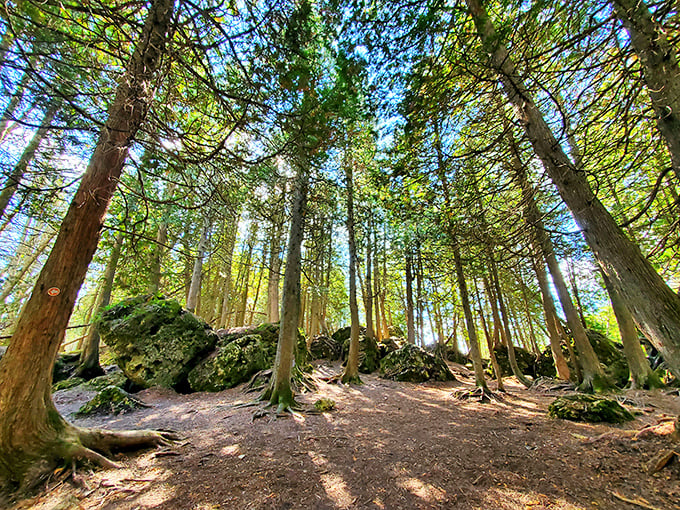 Sunlight filters through the canopy, creating a natural spotlight system that highlights the forest floor's ever-changing seasonal display.