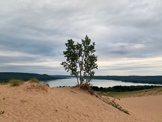The view from the dunes showcases Michigan's stunning inland waters, framed by trees that seem to be applauding your hiking efforts.