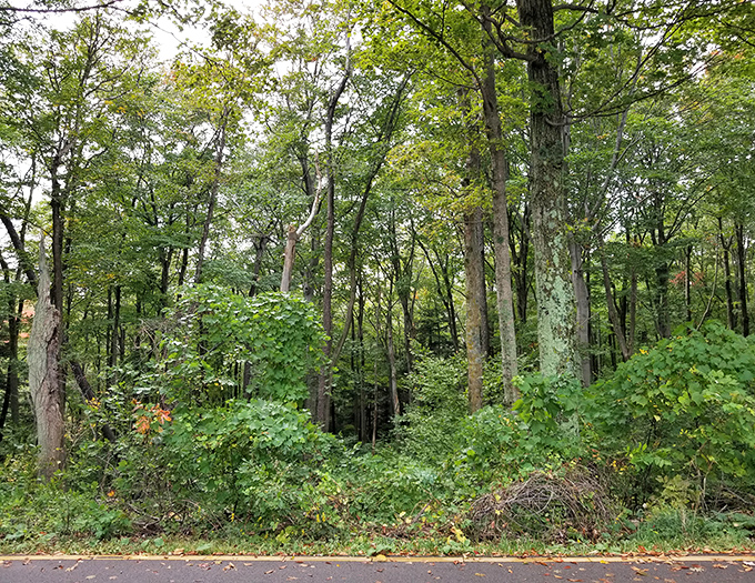 A verdant forest corridor provides welcome shade, the perfect prelude to the sun-drenched dunes that lie ahead.