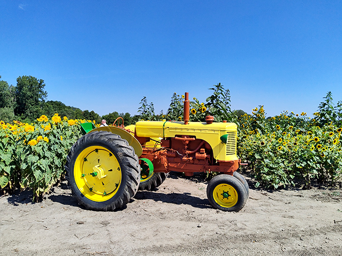 Agricultural heritage meets floral splendor &ndash; this vintage yellow tractor stands ready beside the fields it once helped cultivate.