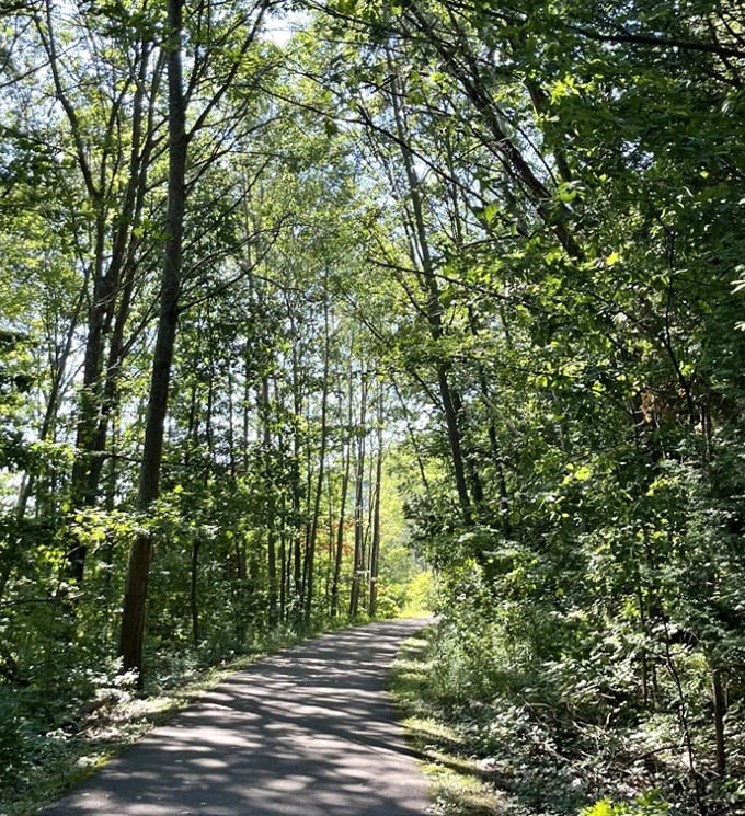 Dappled sunlight plays hide-and-seek through the forest canopy, creating nature's own light show for passing cyclists.