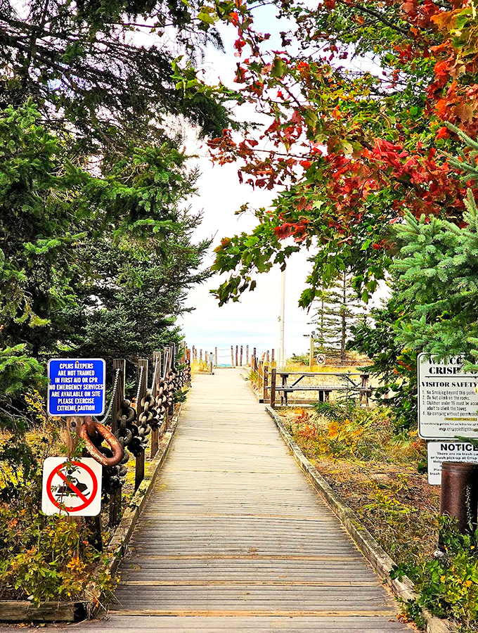 The wooden boardwalk guides visitors through a corridor of autumn foliage, building anticipation with every step toward the distant lighthouse.