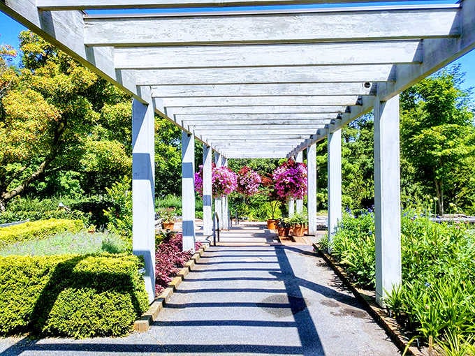 A wooden walkway invites visitors to venture deeper into the green embrace of the Arboretum's more wild sections, no machete required.