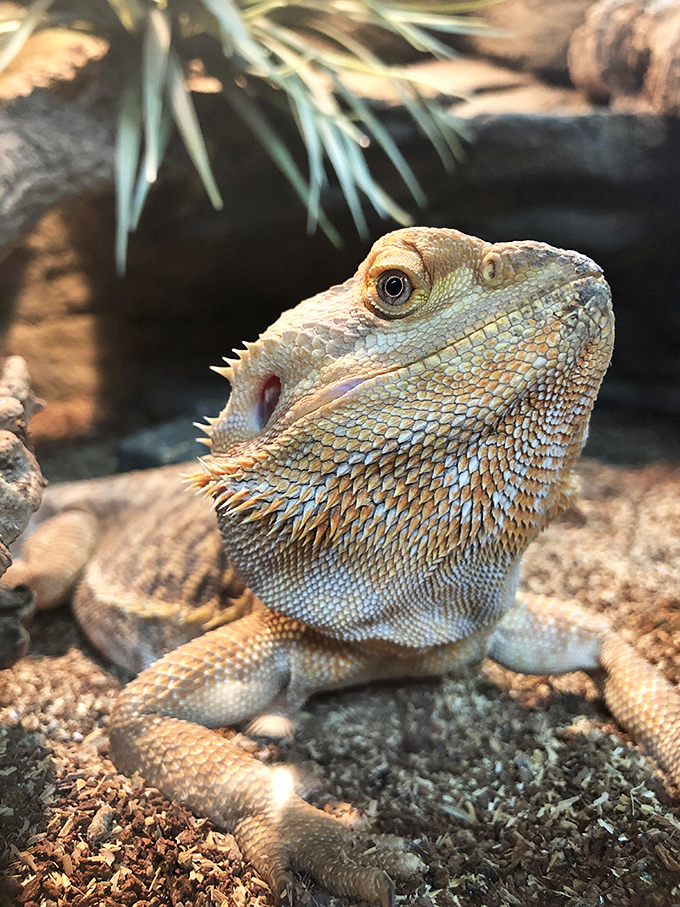 The bearded dragon strikes a pose that suggests it knows exactly how photogenic it is, working that prehistoric charm effortlessly.