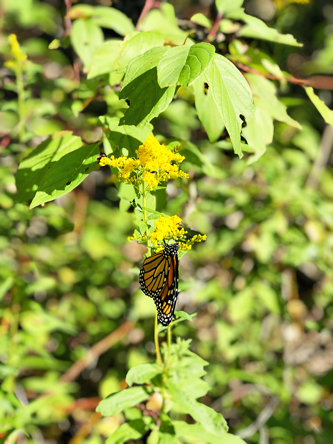 A monarch butterfly finds sweet sustenance among wildflowers growing where quarry dust once settled, nature's resilience on delicate display.