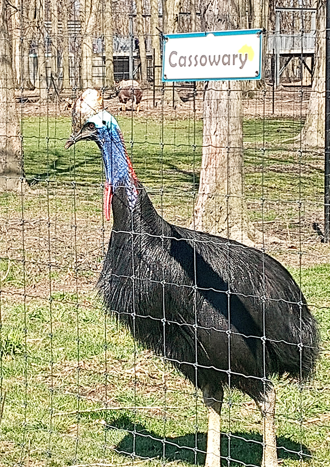Meet the cassowary &ndash; nature's experiment in combining dinosaur vibes, punk-rock attitude, and surprisingly delicate blue neck skin.