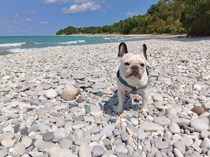 This four-legged beachcomber seems quite pleased with Christmas Cove's pebble-strewn shore – a dog's paradise found!