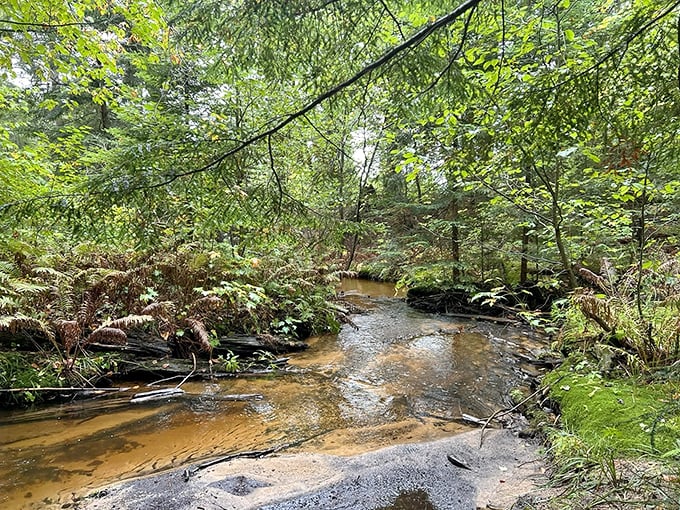 Amber-tinted waters meander through a verdant forest floor, creating nature's version of a stained glass window.