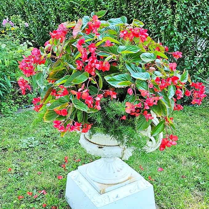 Dragon Wing Begonias explode with color in a classic urn &ndash; the Victorians never met a garden ornament they didn't love.