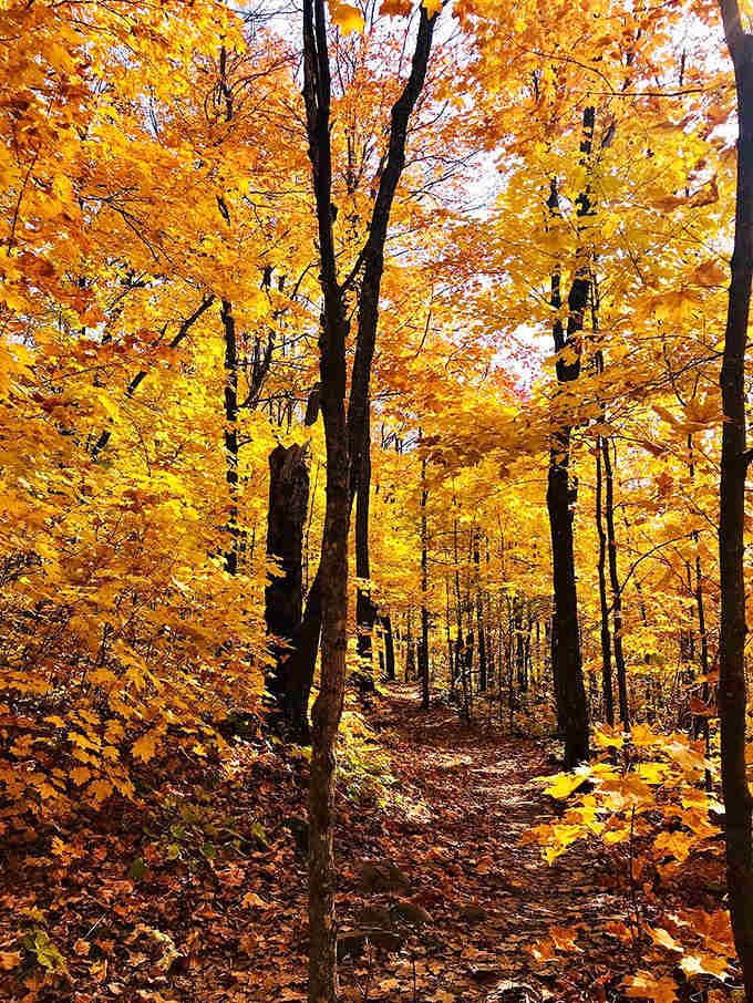 Forest trail: Sunlight filters through golden maple leaves, creating nature's stained glass ceiling above this perfect autumn pathway.